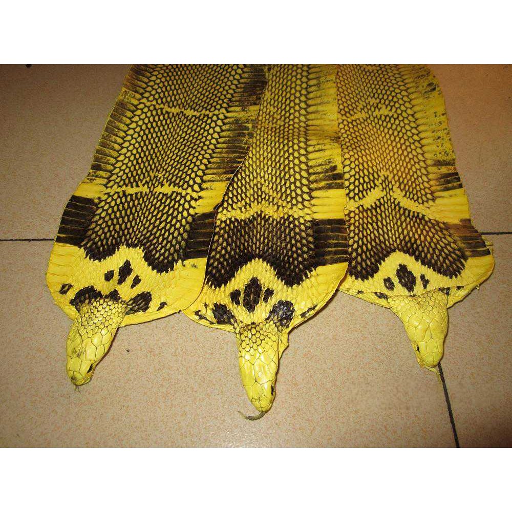 Natural genuine head cobra snake skin leather Pelt 14cm x 140cm (5.5" x ...