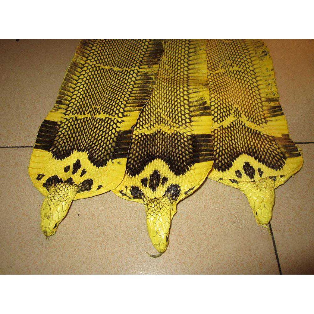 Natural genuine head cobra snake skin leather Pelt 14cm x 140cm (5.5" x ...