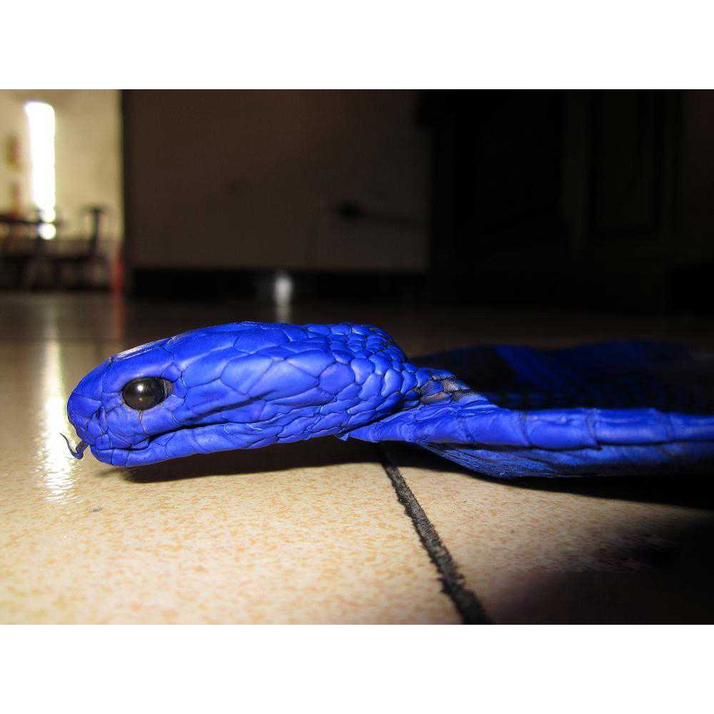Natural genuine head cobra snake skin leather Pelt 14cm x 140cm (5.5" x ...