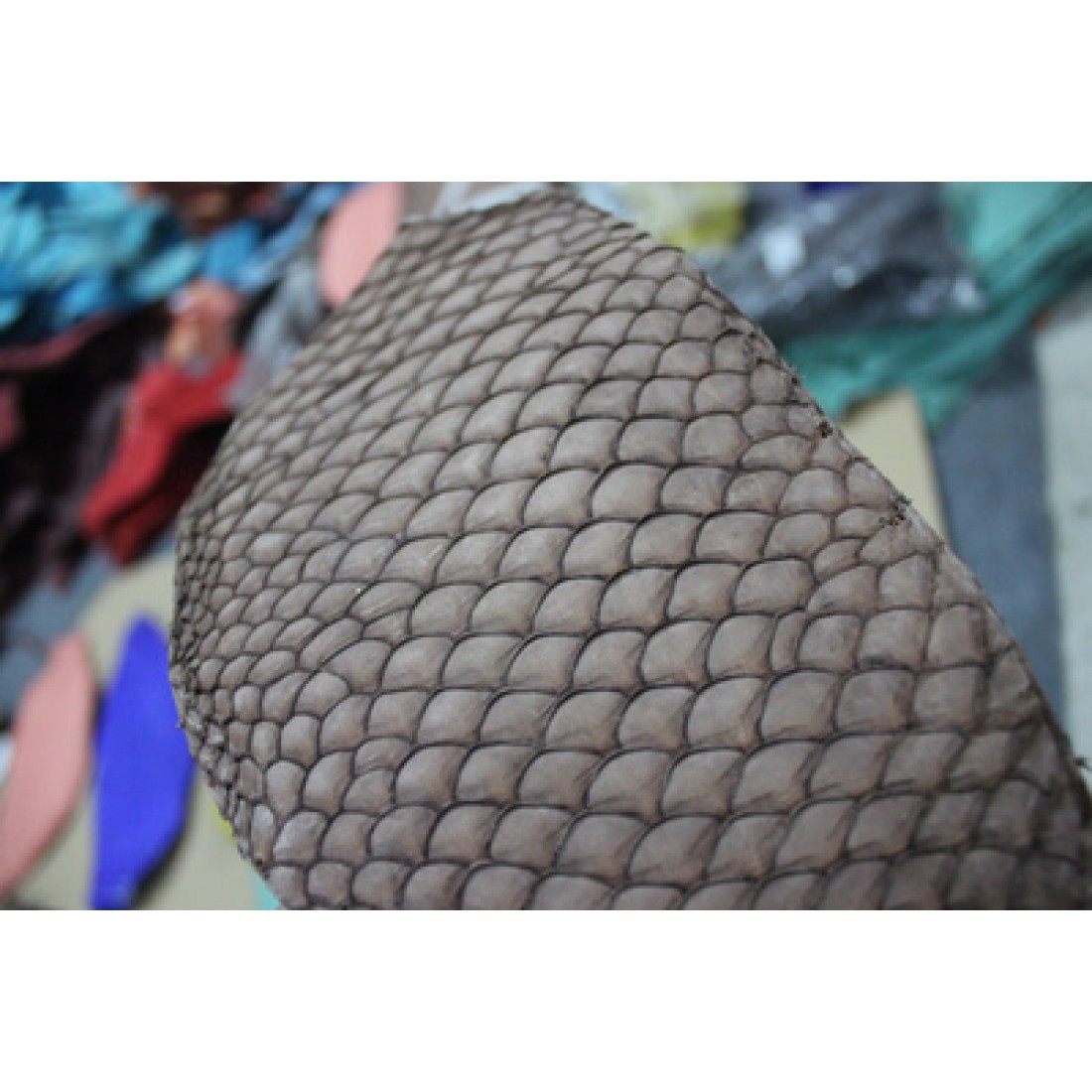 Carp skin, fish skin, leathercraft supplies
